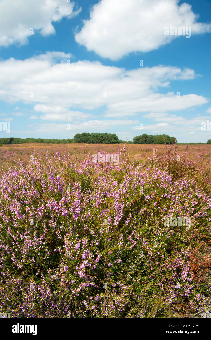 Landscape with flowering heather plants Stock Photo - Alamy