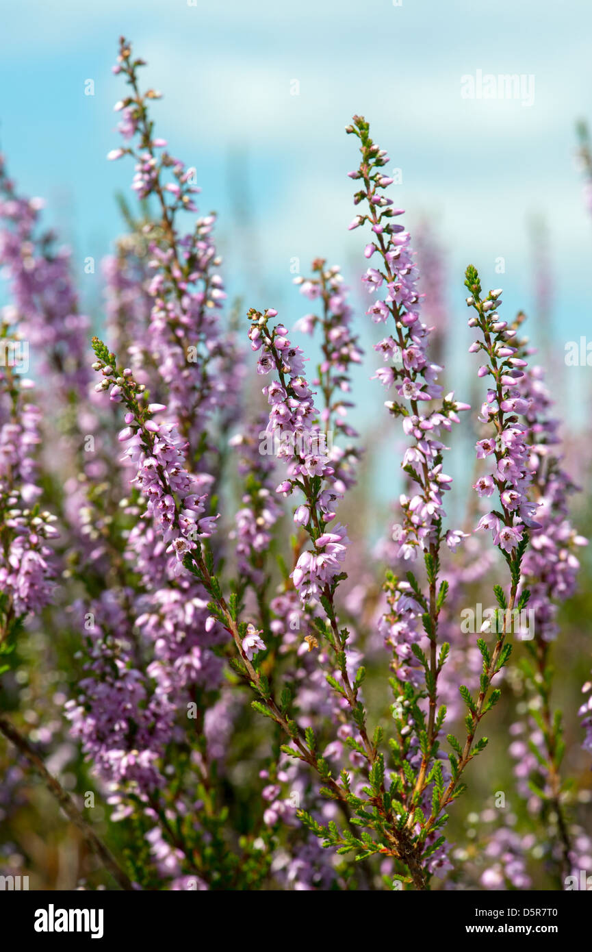 heather with purple flowers Stock Photo - Alamy