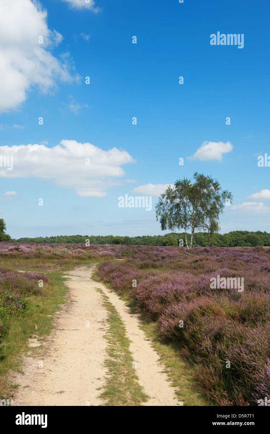 Landscape with flowering heather plants and sand lane Stock Photo - Alamy