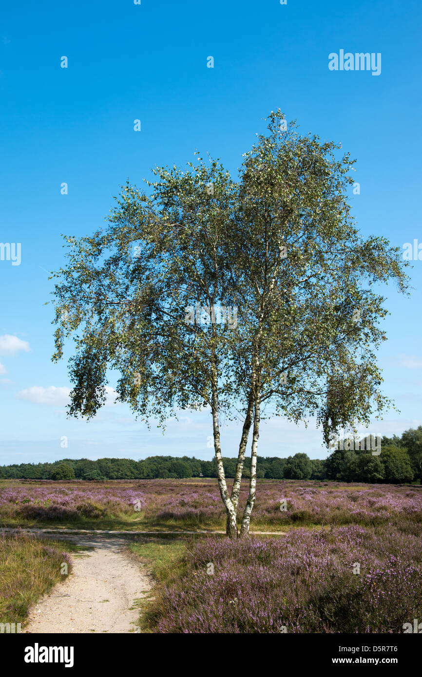 Landscape with flowering heather plants and single birch tree Stock ...