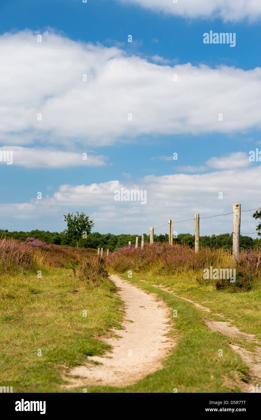 Landscape with flowering heather plants Stock Photo - Alamy