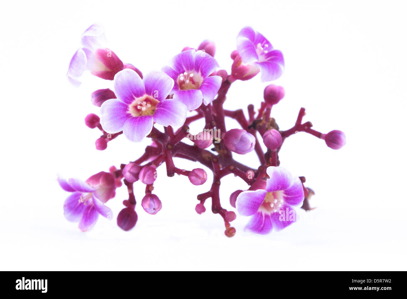 Back of flower white background Cut Out Stock Images & Pictures - Alamy