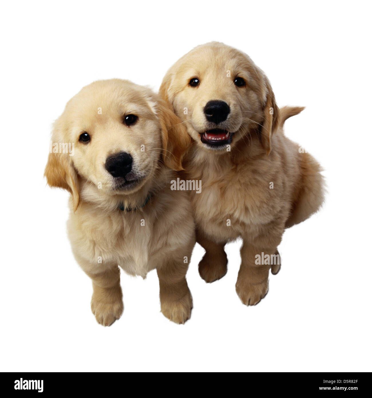 Two dogs on white Stock Photo - Alamy