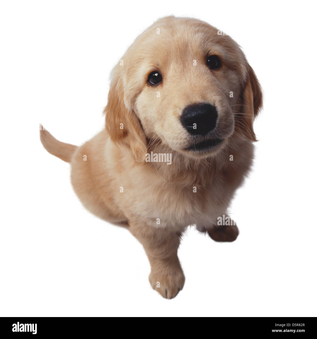 Hunter dog Cut Out Stock Images & Pictures - Alamy