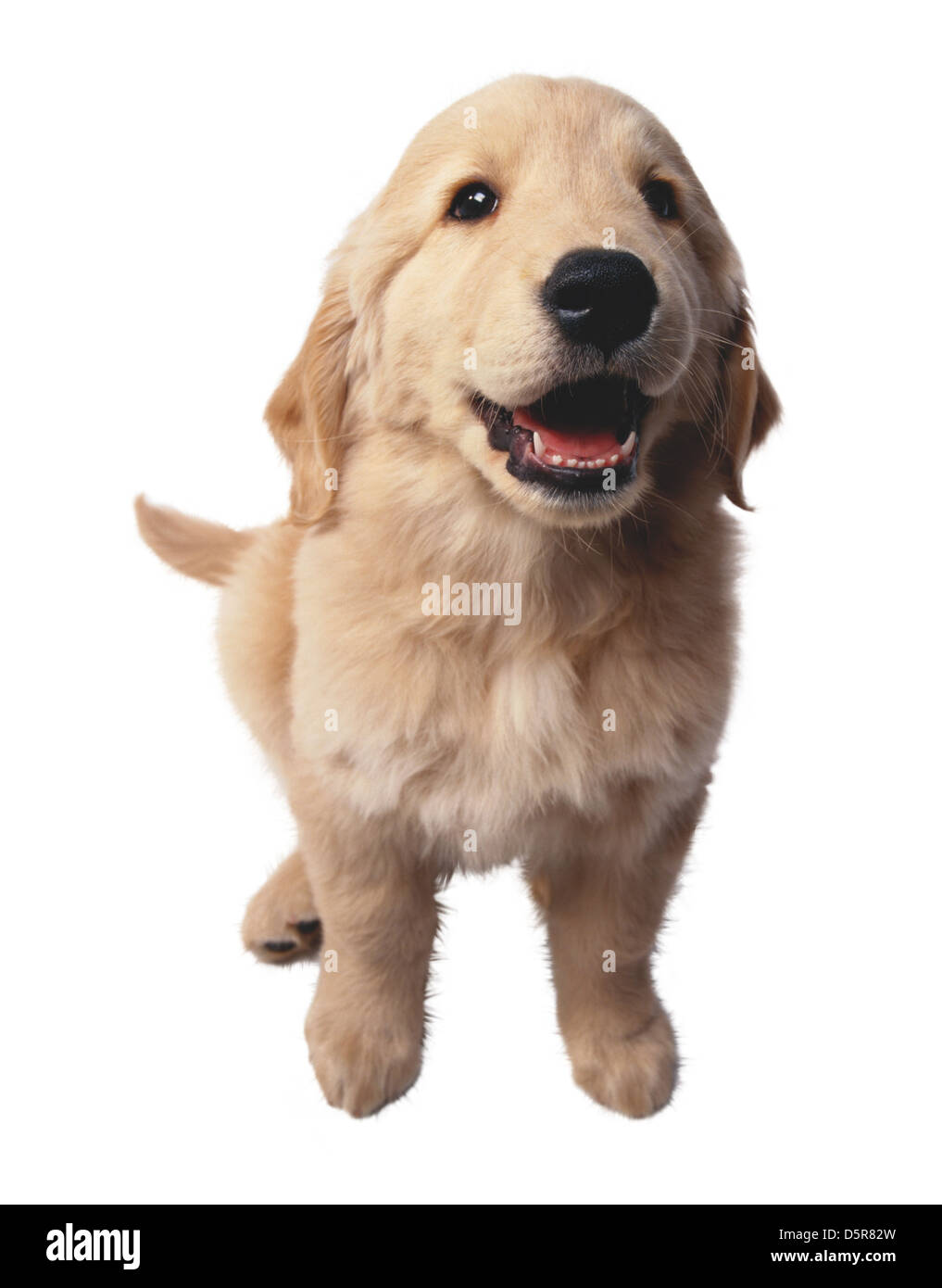 Cute lap dog Cut Out Stock Images & Pictures - Alamy