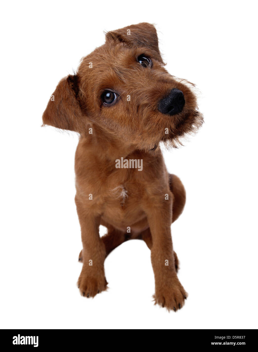 Cute lap dog Cut Out Stock Images & Pictures - Alamy