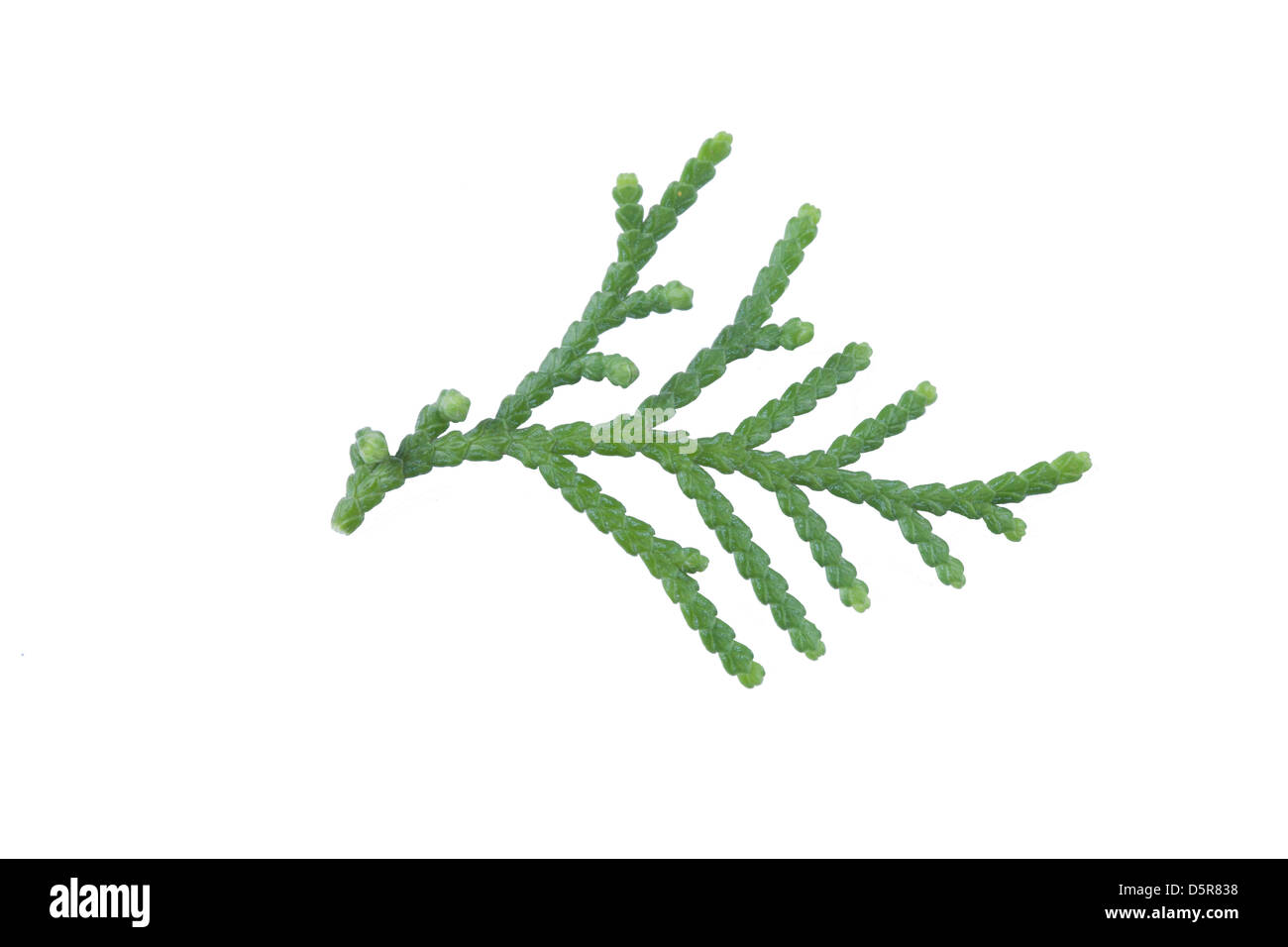 Evergreen leaf hi-res stock photography and images - Alamy