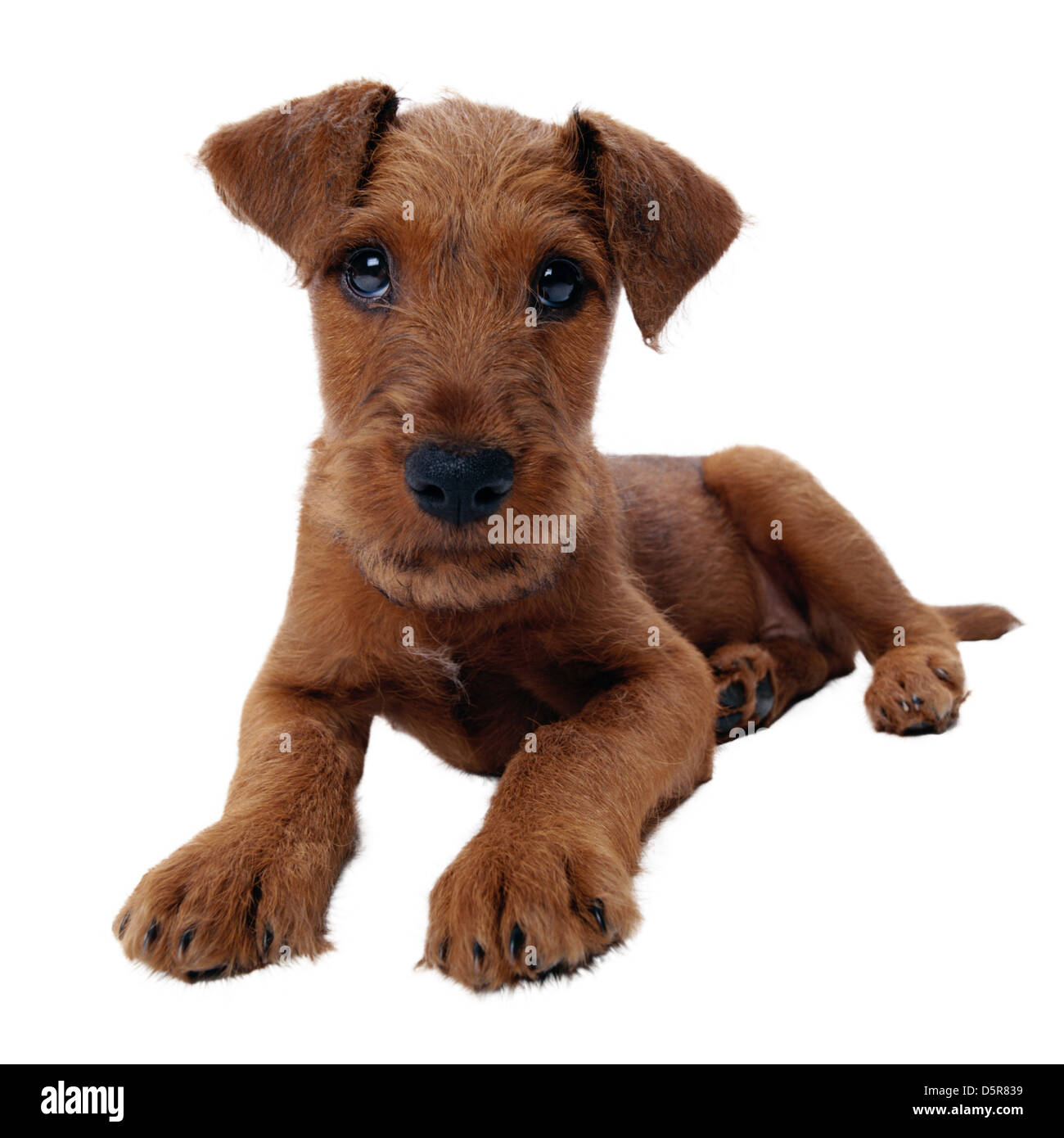 Cute lap dog Cut Out Stock Images & Pictures - Alamy