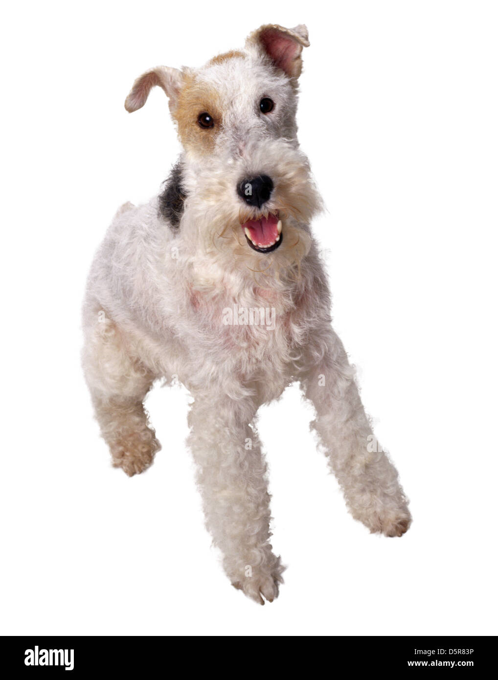 Good dog Cut Out Stock Images & Pictures - Alamy