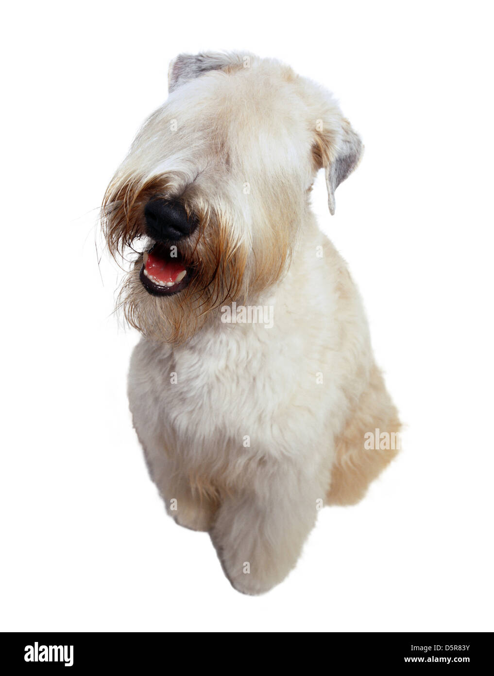 Cute lap dog Cut Out Stock Images & Pictures - Alamy