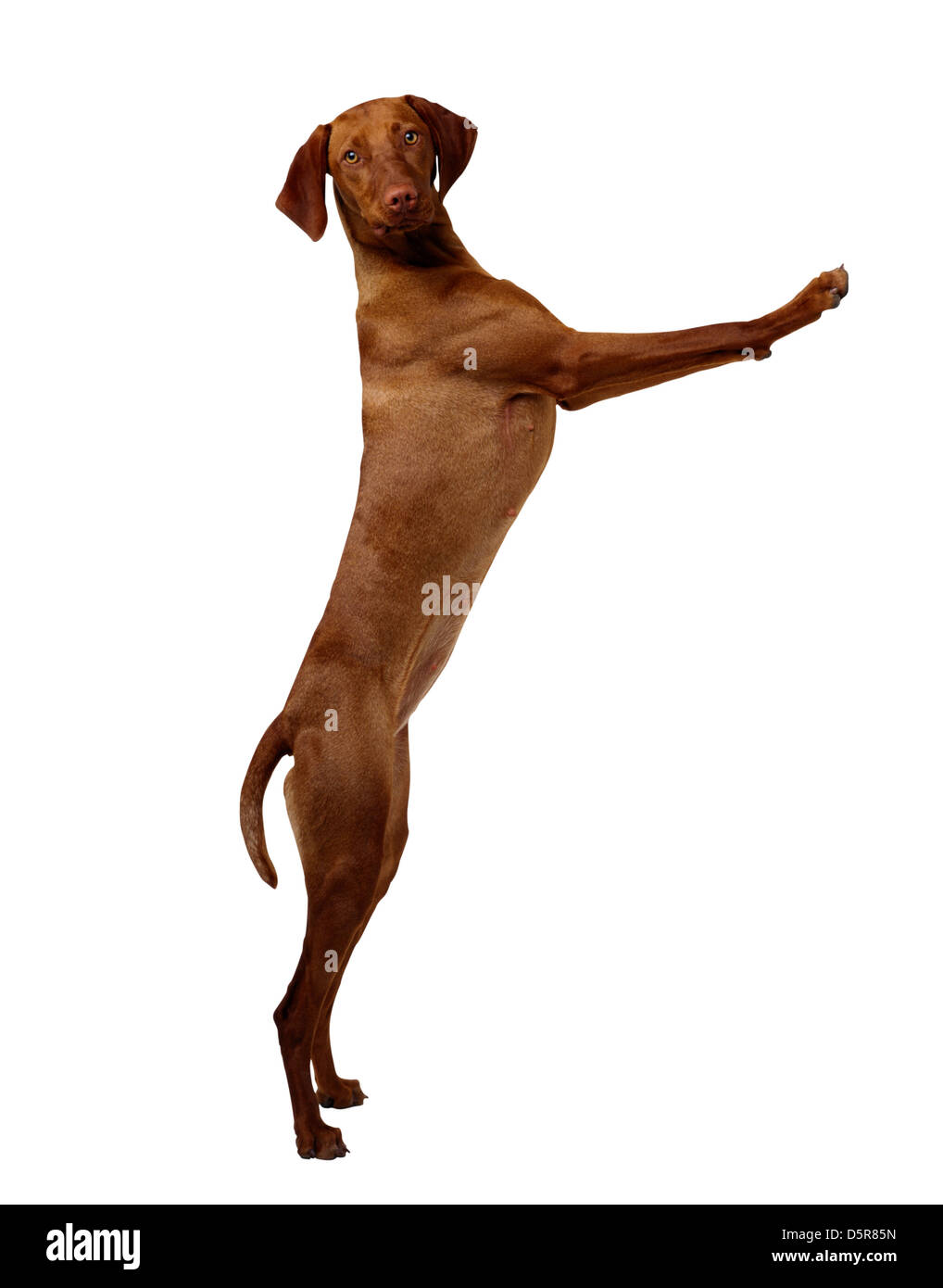 Dog, standing over white background Stock Photo - Alamy