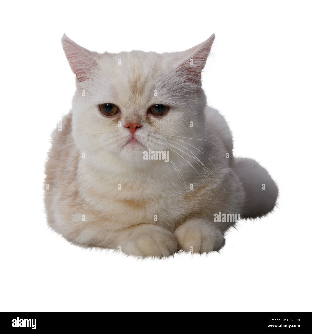 White cat isolated on white background Stock Photo - Alamy