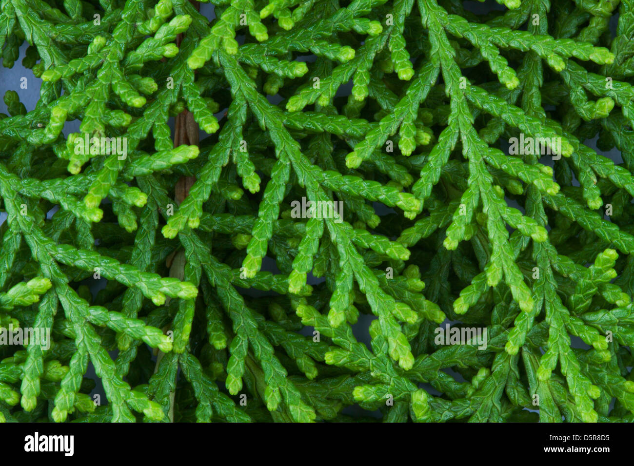 Full evergreen leaves Stock Photo - Alamy