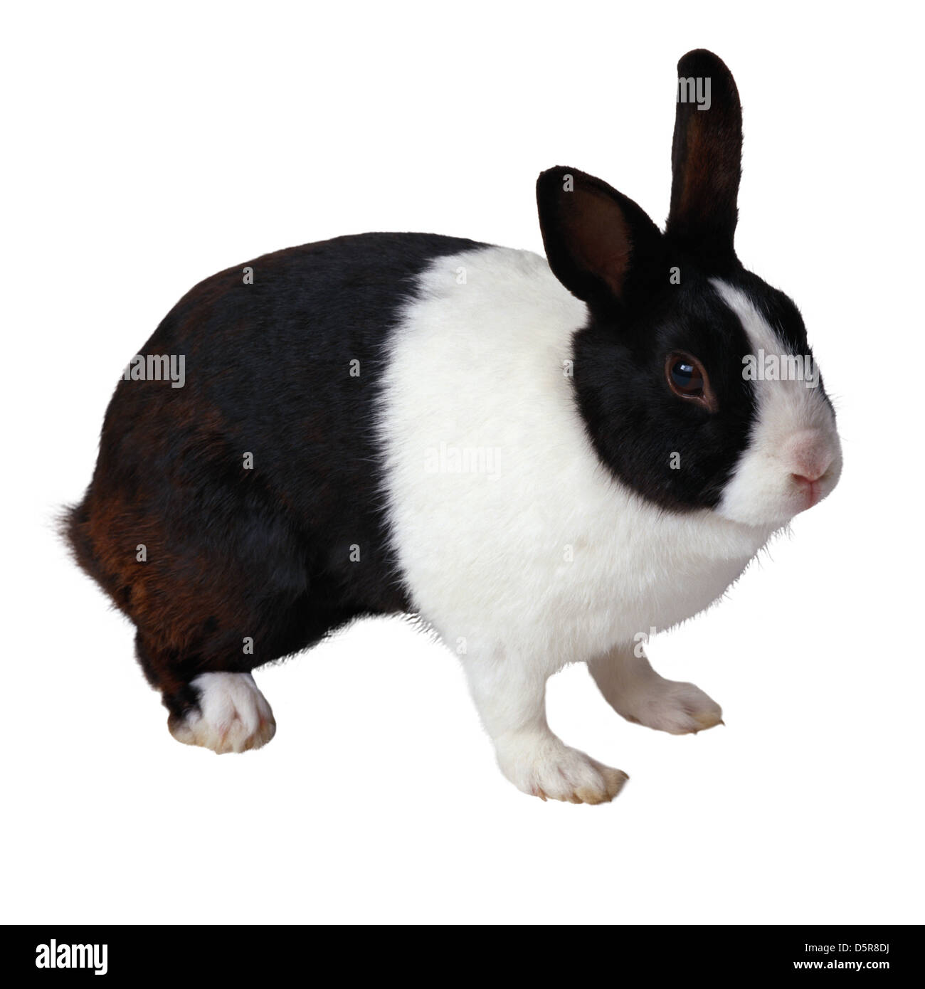 Rabbit animal cute little hi-res stock photography and images - Alamy