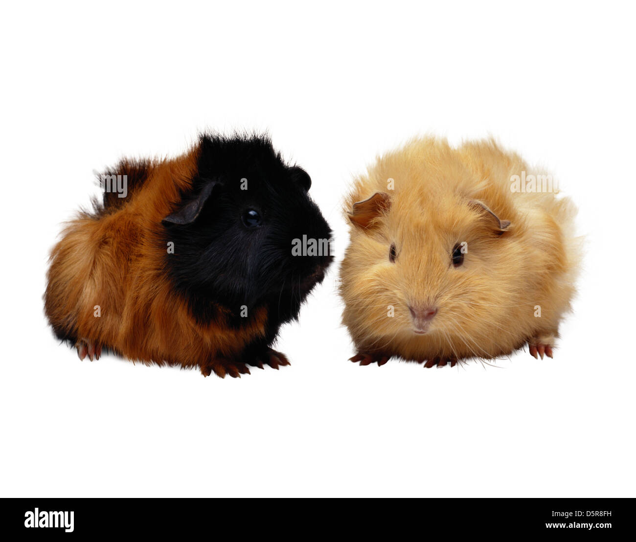Two Hamsters Isolated On White Stock Photo - Alamy