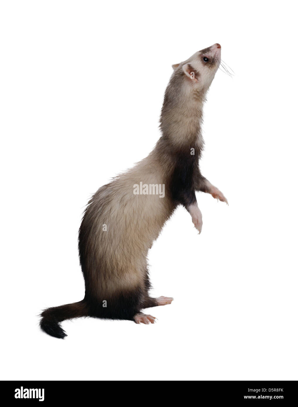 Gopher on white background Stock Photo - Alamy