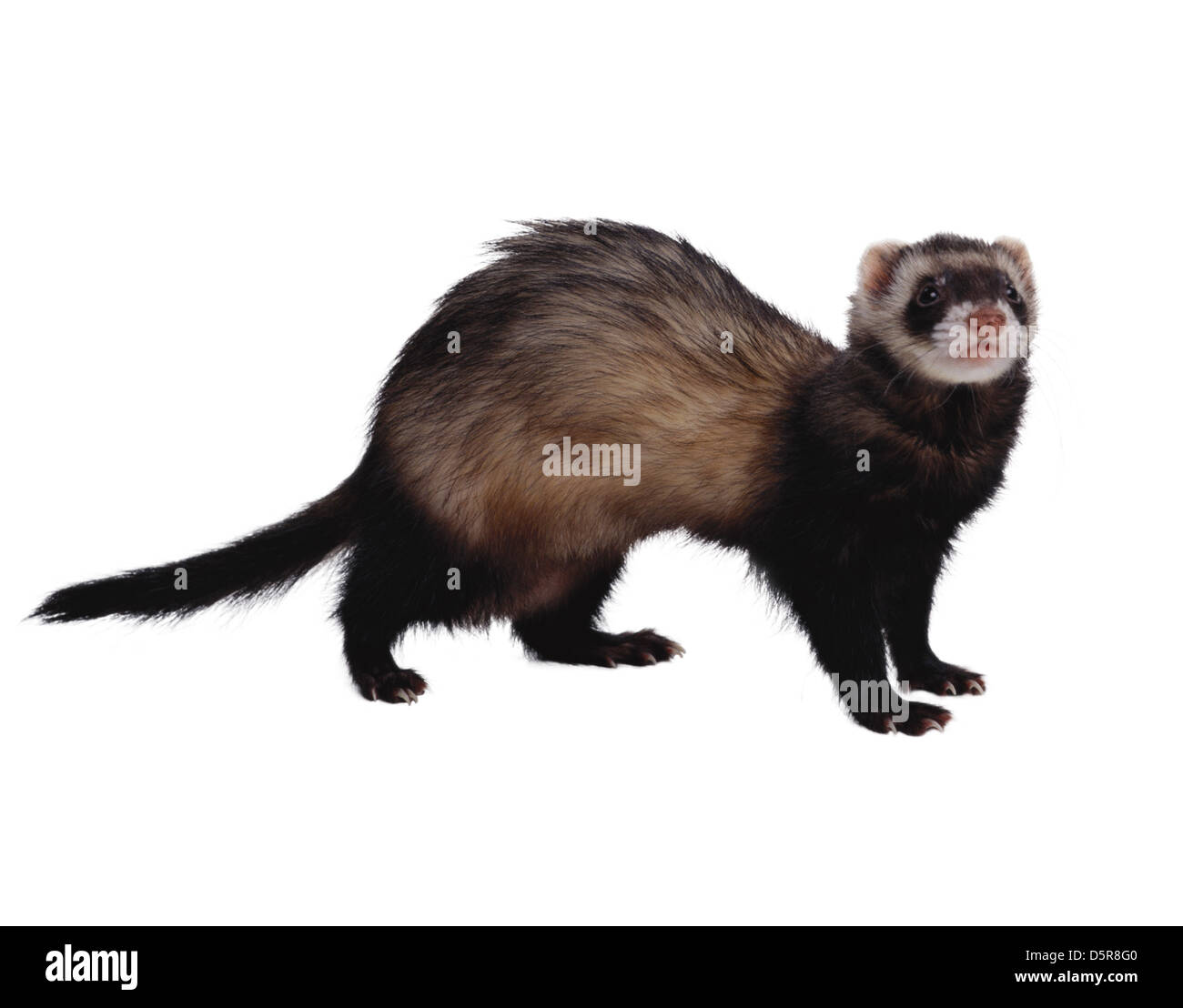 Gopher on white background Stock Photo - Alamy