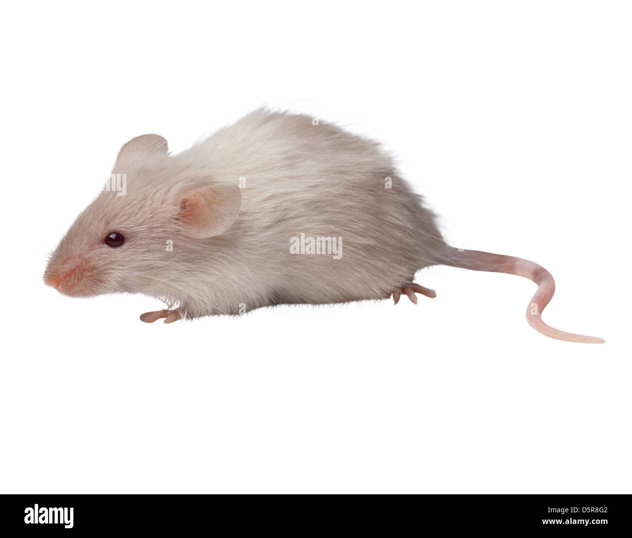 Wildlife mouse Cut Out Stock Images & Pictures - Alamy