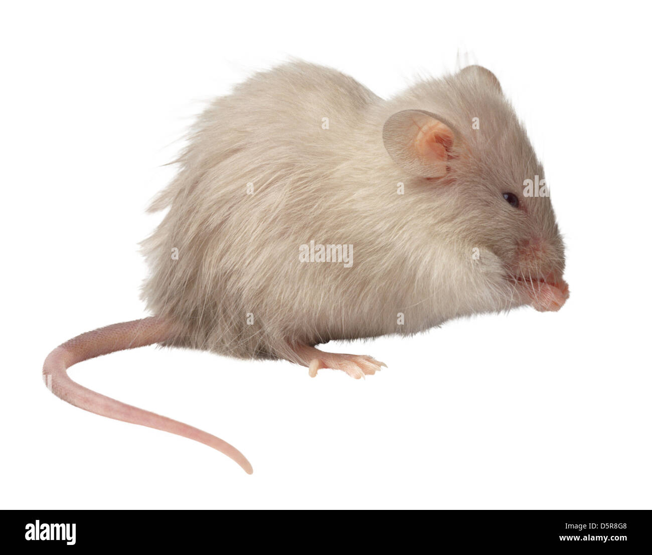 Mouse parasite hi-res stock photography and images - Alamy