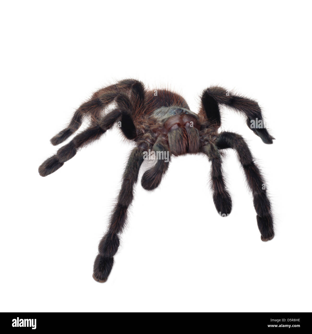 Redknee High Resolution Stock Photography and Images - Alamy