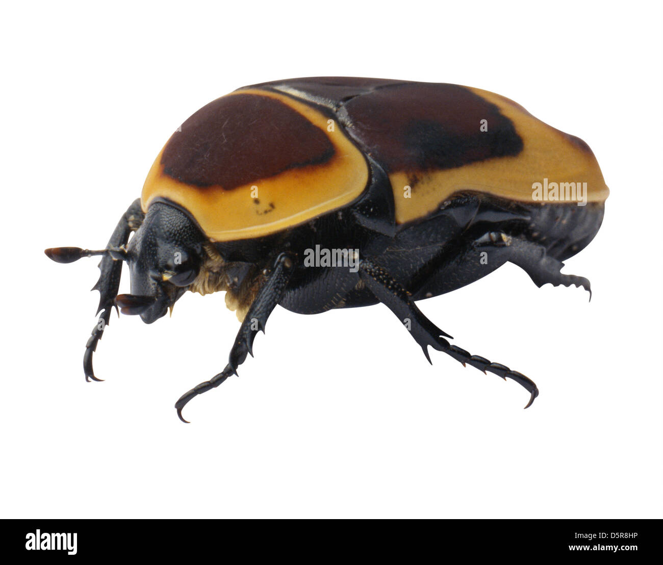Photography beetle Cut Out Stock Images & Pictures - Alamy
