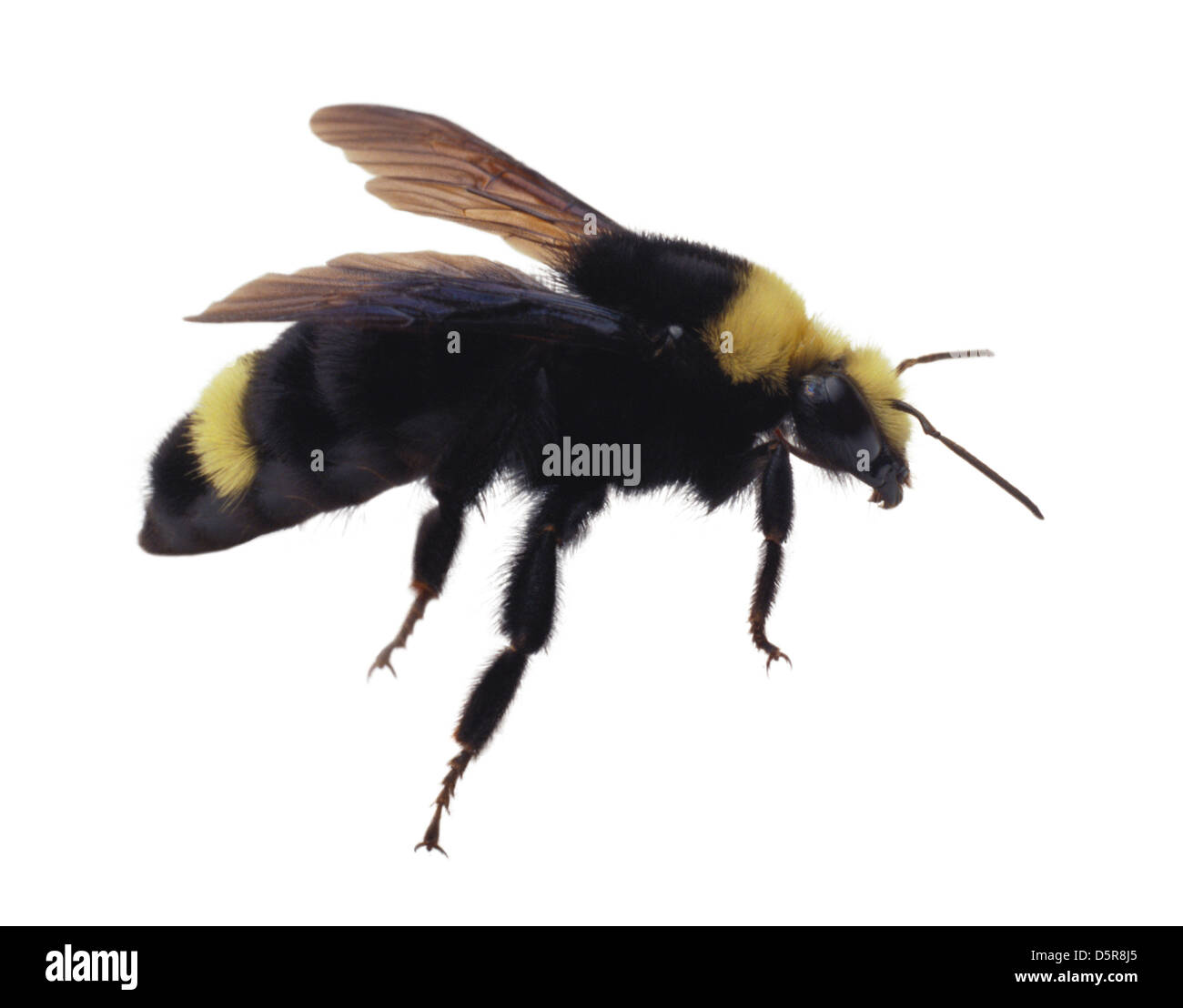 Bumblebee buzz hi-res stock photography and images - Alamy