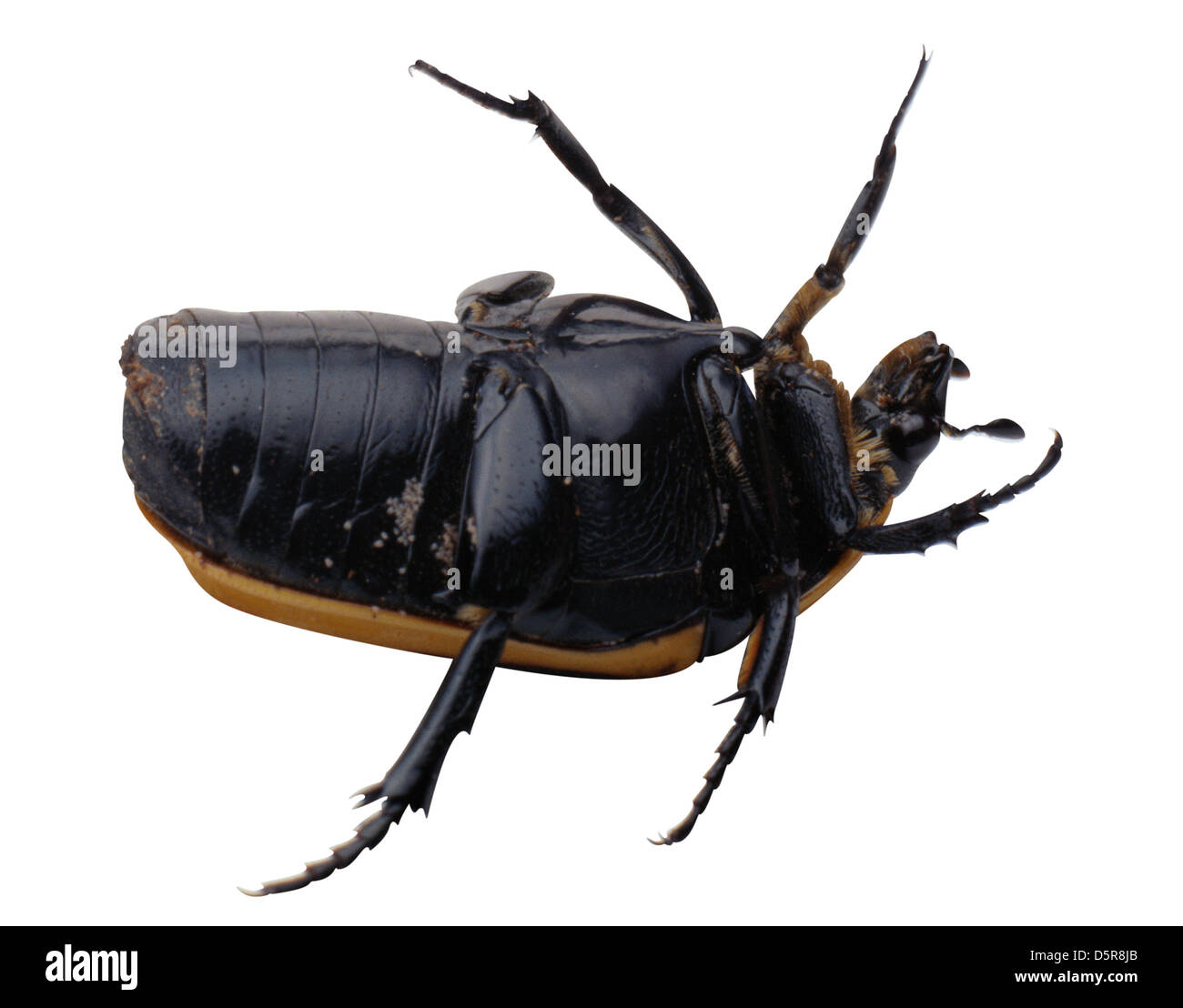 Photography beetle Cut Out Stock Images & Pictures - Alamy