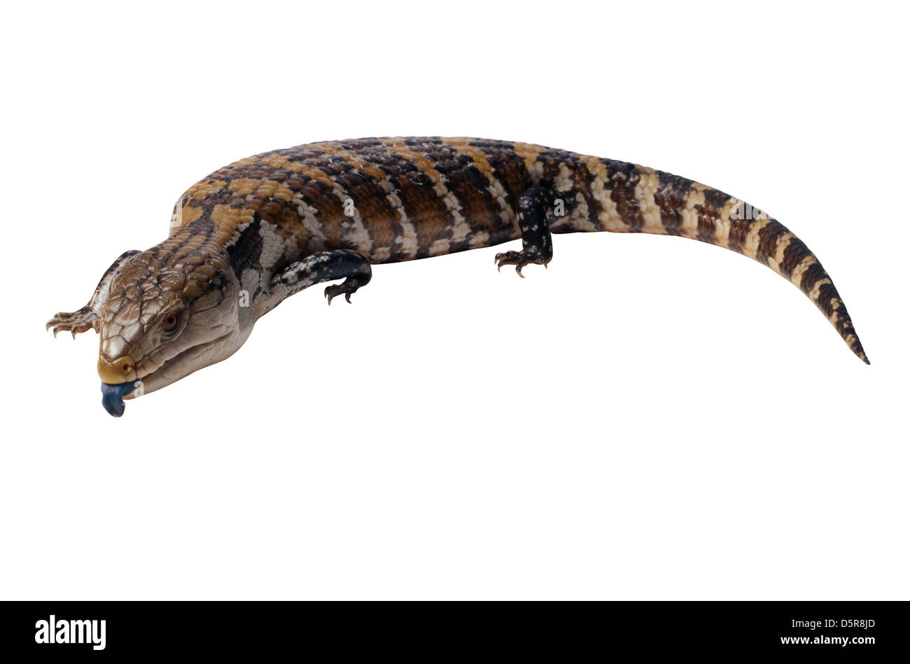 Varan lizard Cut Out Stock Images & Pictures - Alamy