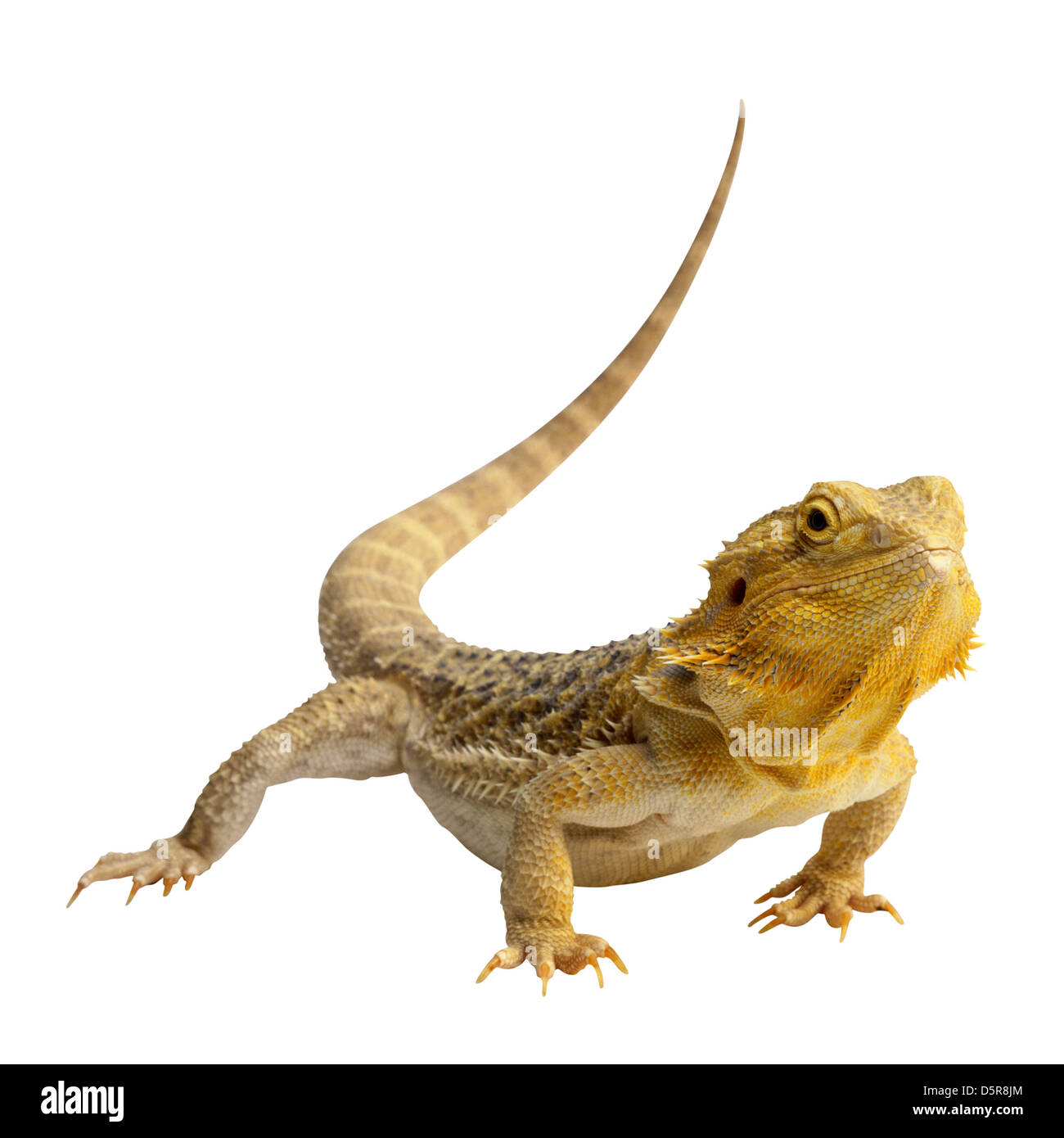 Varan lizard Cut Out Stock Images & Pictures - Alamy