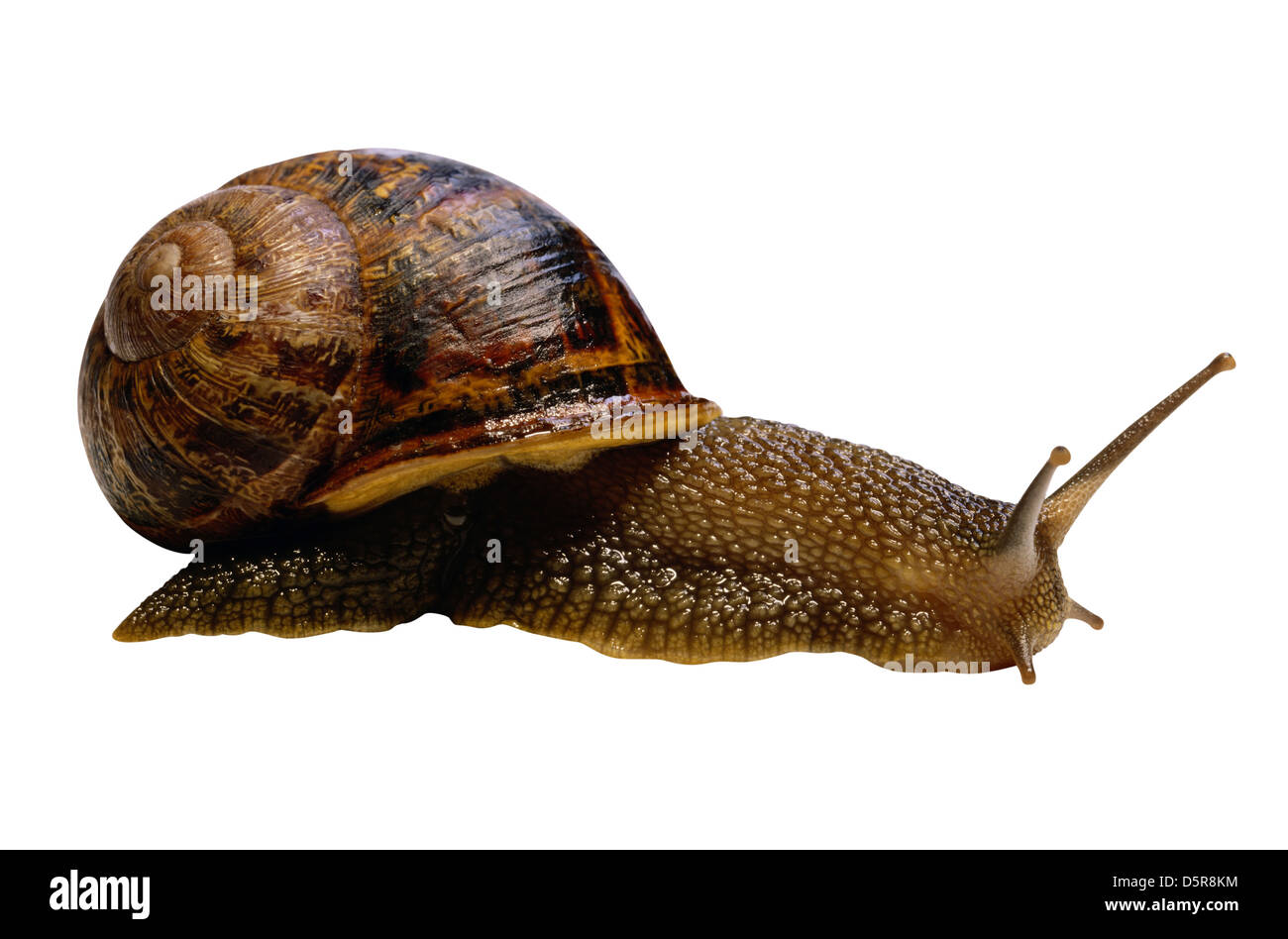 With snail hi-res stock photography and images - Alamy