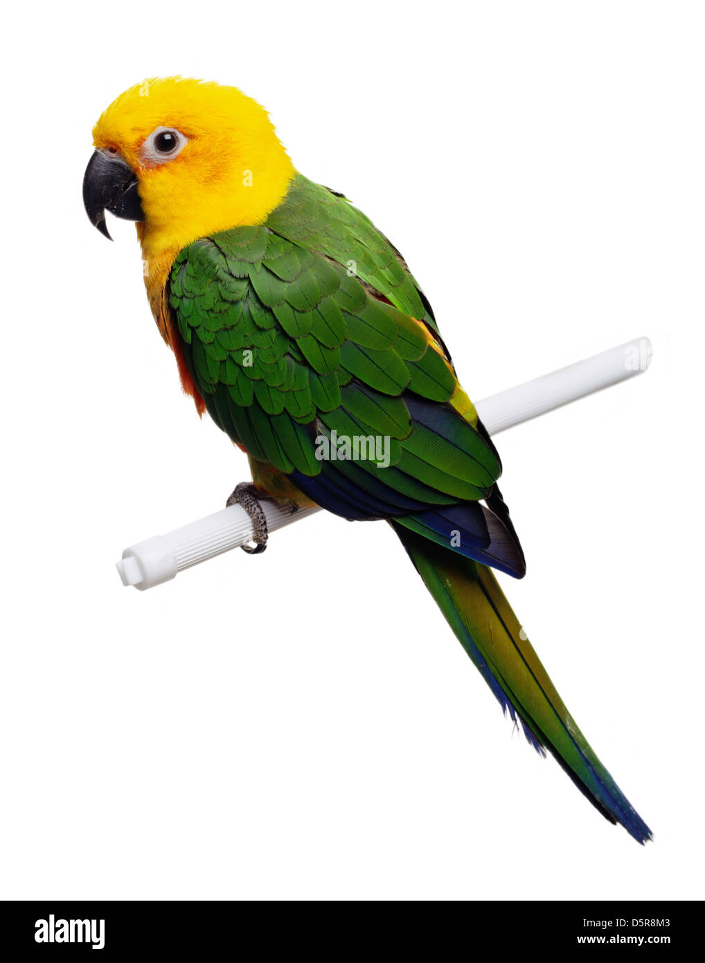 Parrot colorful isolated in white background Stock Photo - Alamy