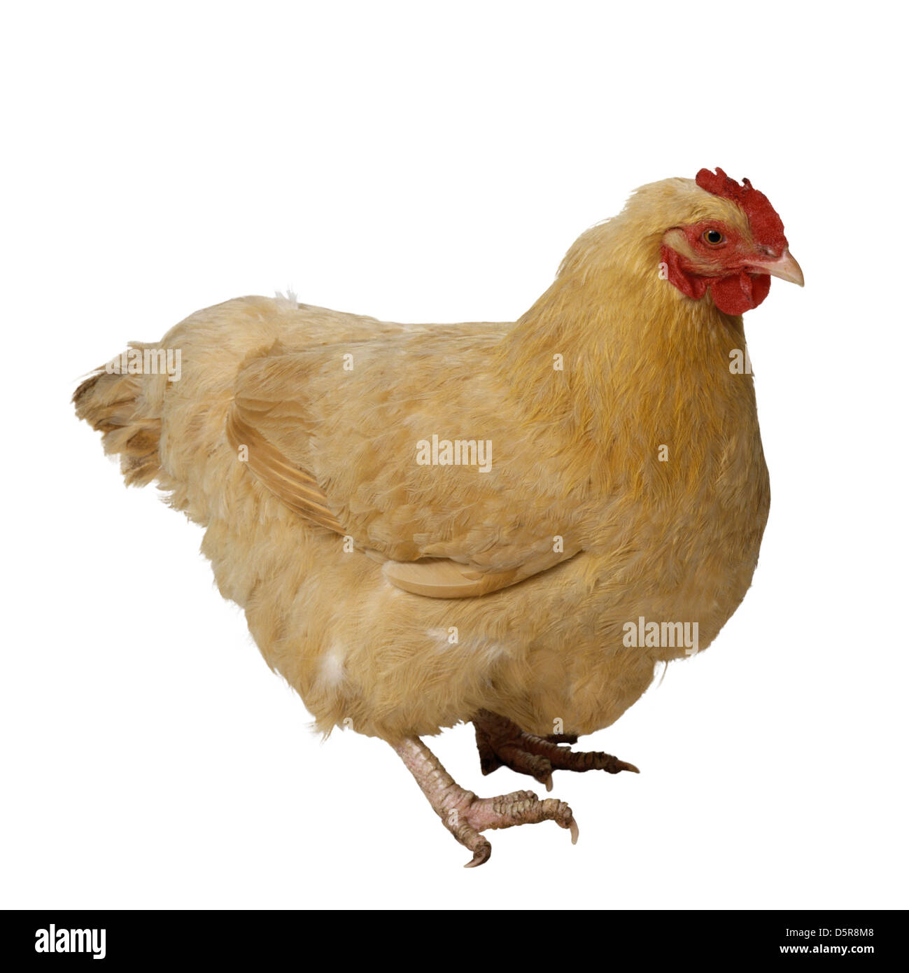 Back of white chicken wing hi-res stock photography and images - Alamy