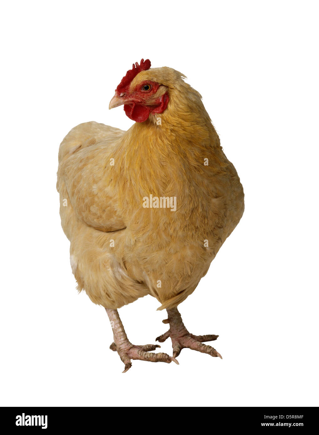 Back of white chicken wing hi-res stock photography and images - Alamy