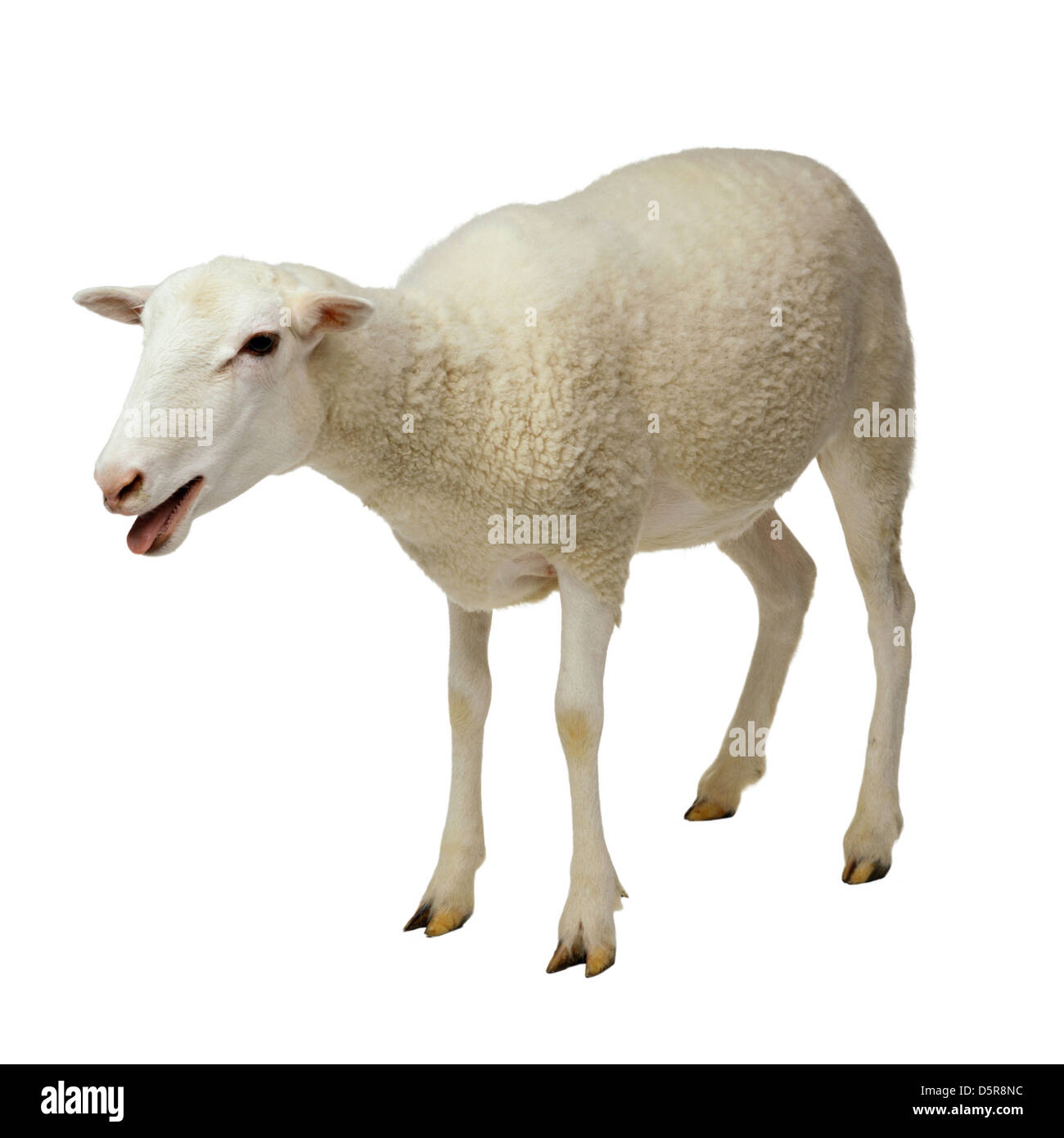 Lamb standing up, isolated on a white background Stock Photo - Alamy