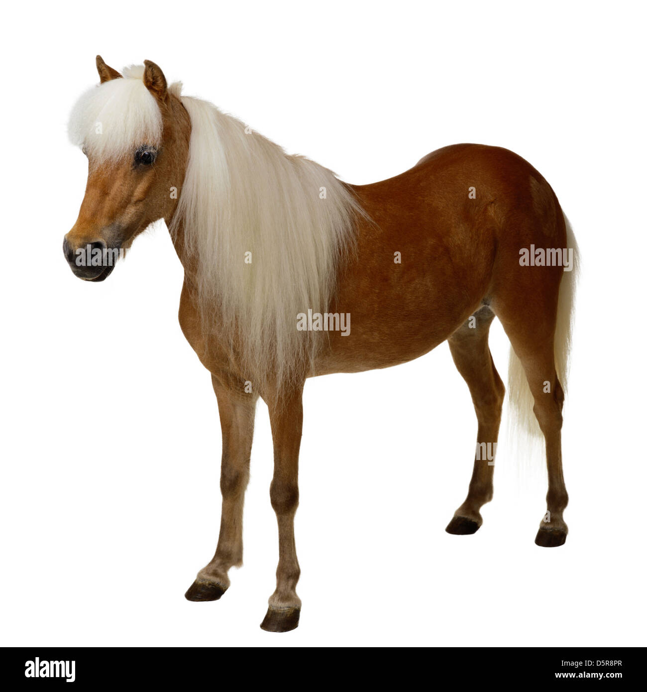 Strong horse Cut Out Stock Images & Pictures - Alamy