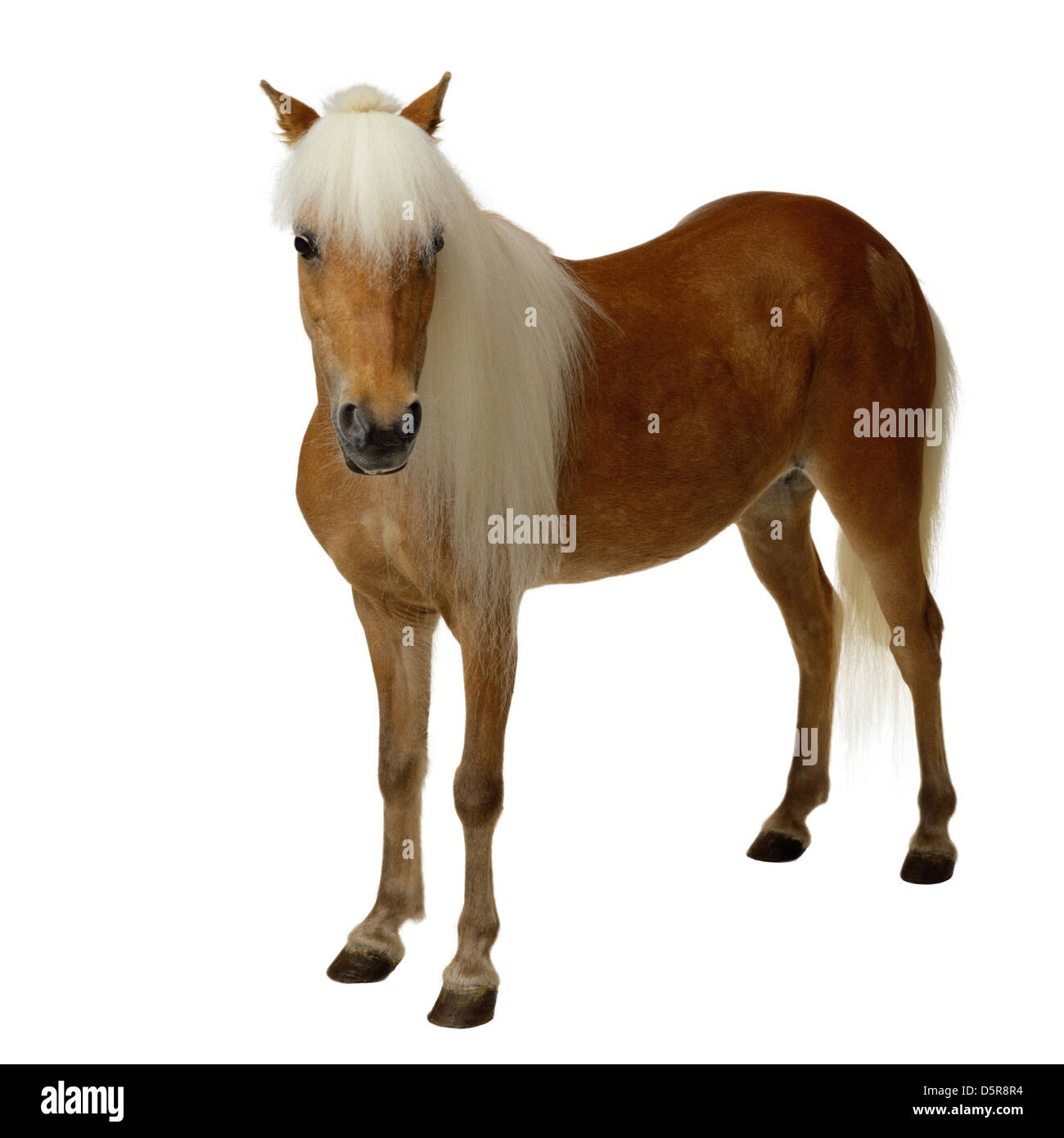 Horse isolated on white Stock Photo - Alamy