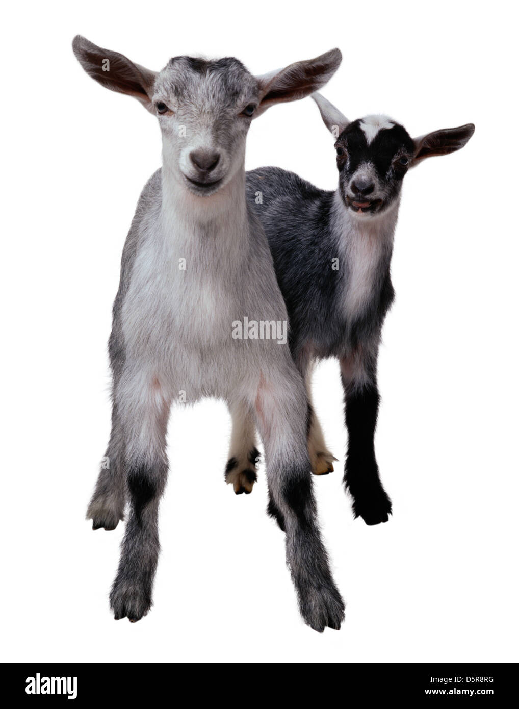 Goat isolated on white background Stock Photo - Alamy