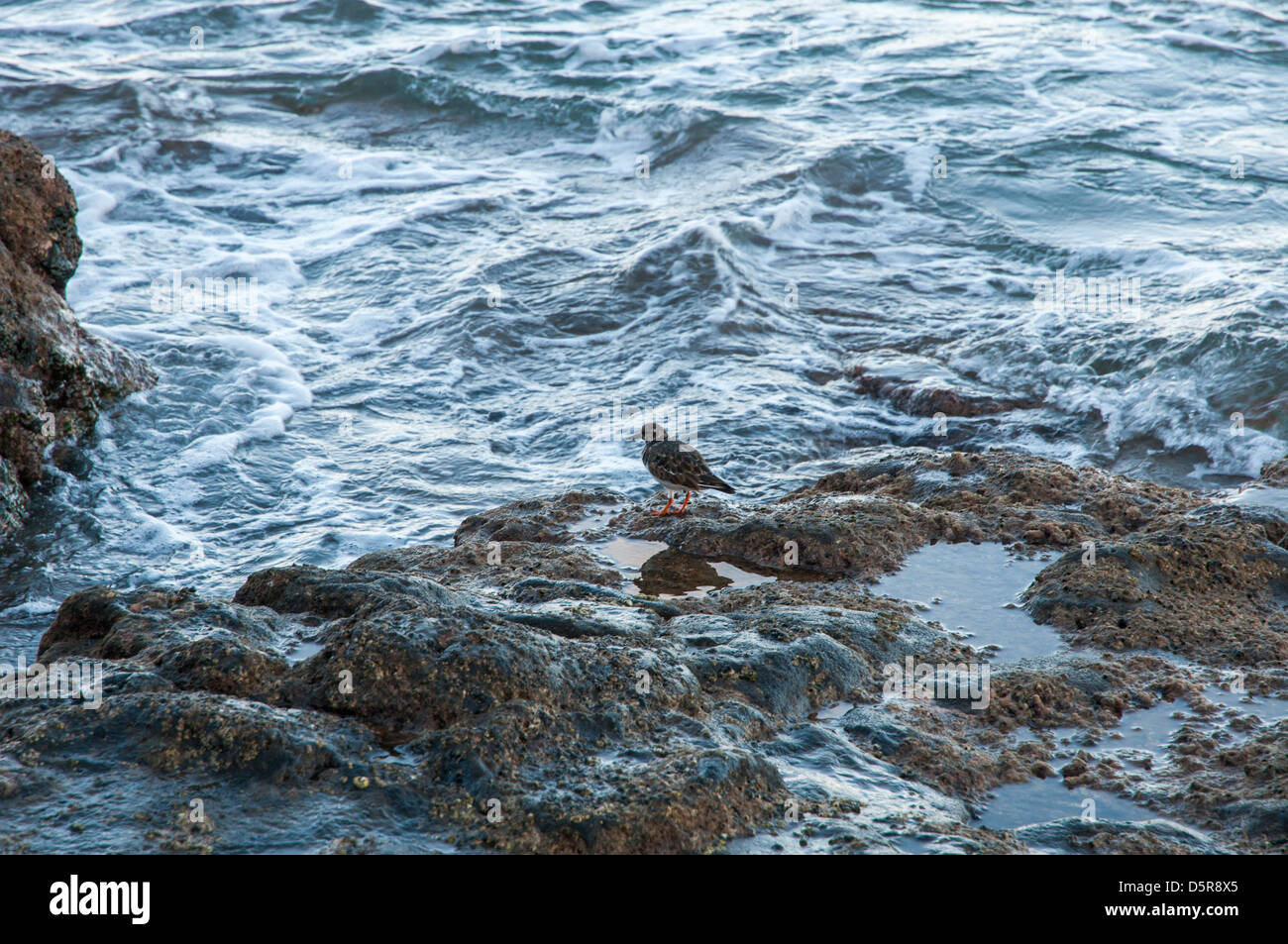 bird eating shellfish from the rocks of the beach Stock Photo - Alamy