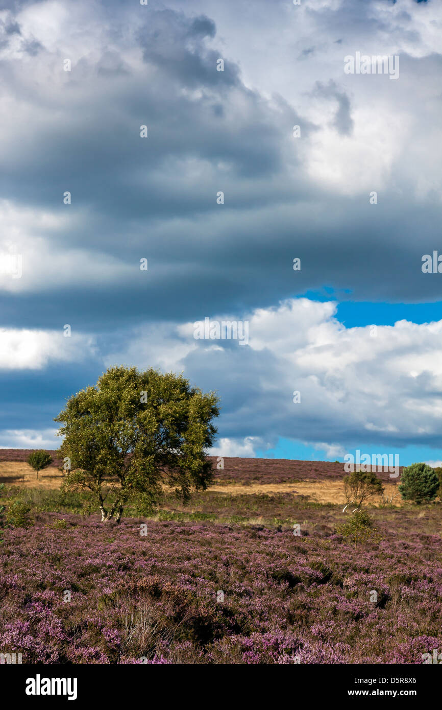 Field of Heather near Scarborough North Yorkshire Stock Photo - Alamy