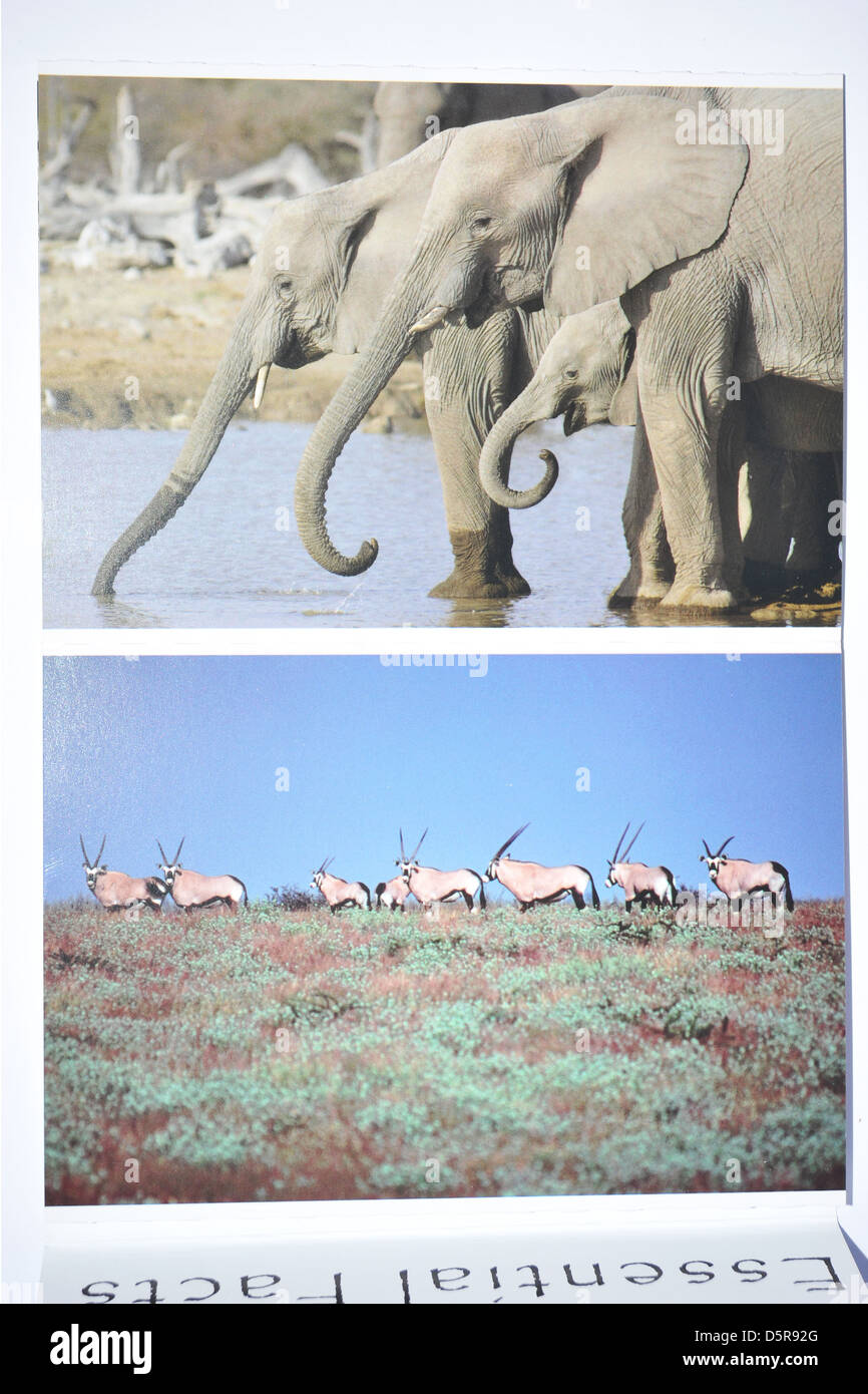 Botswanan animals hi-res stock photography and images - Alamy