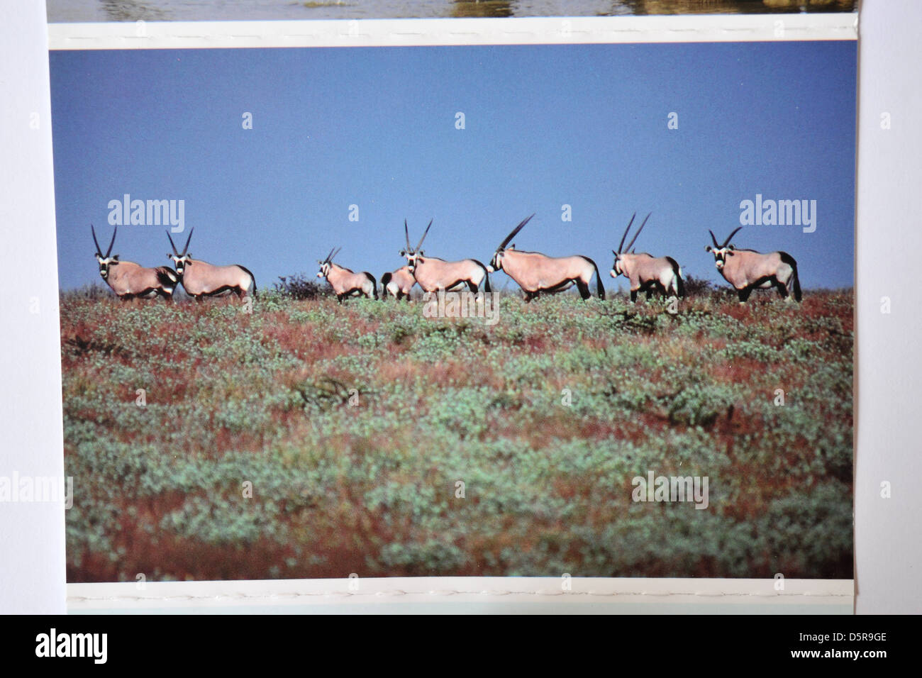 Images of Botswanan wildlife postcards Stock Photo - Alamy