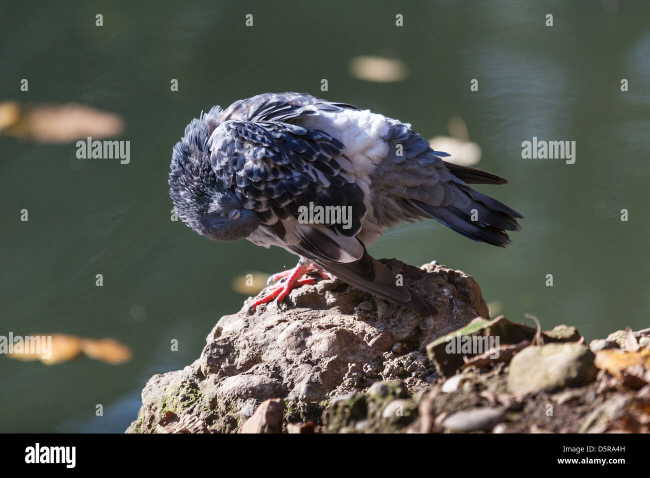 Pigeon preening its feathers Stock Photo - Alamy