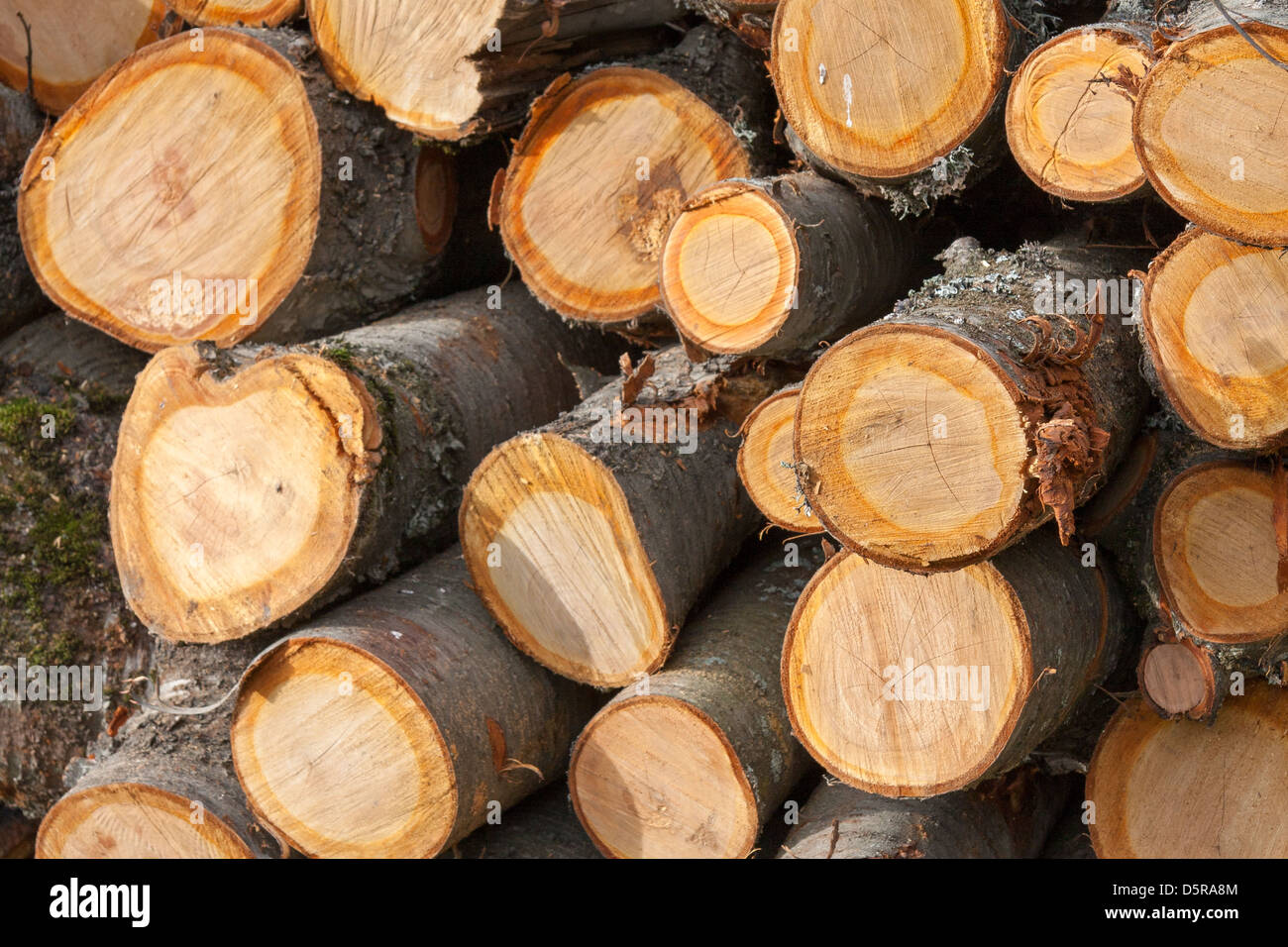 Stack of logs Stock Photo - Alamy