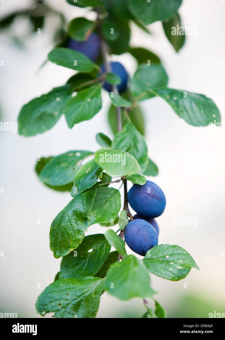 Close up of plum tree Stock Photo - Alamy