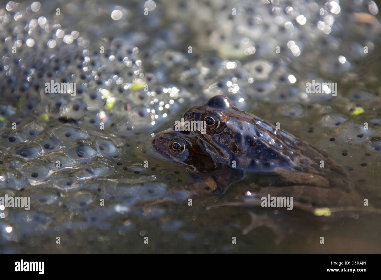 External fertilization hi-res stock photography and images - Alamy