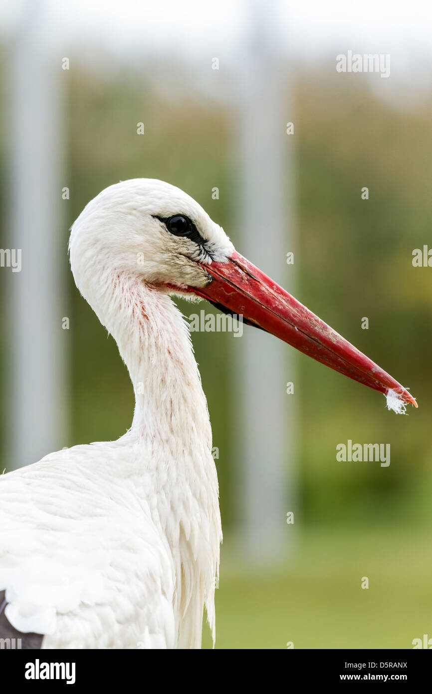 Red stork hi-res stock photography and images - Alamy