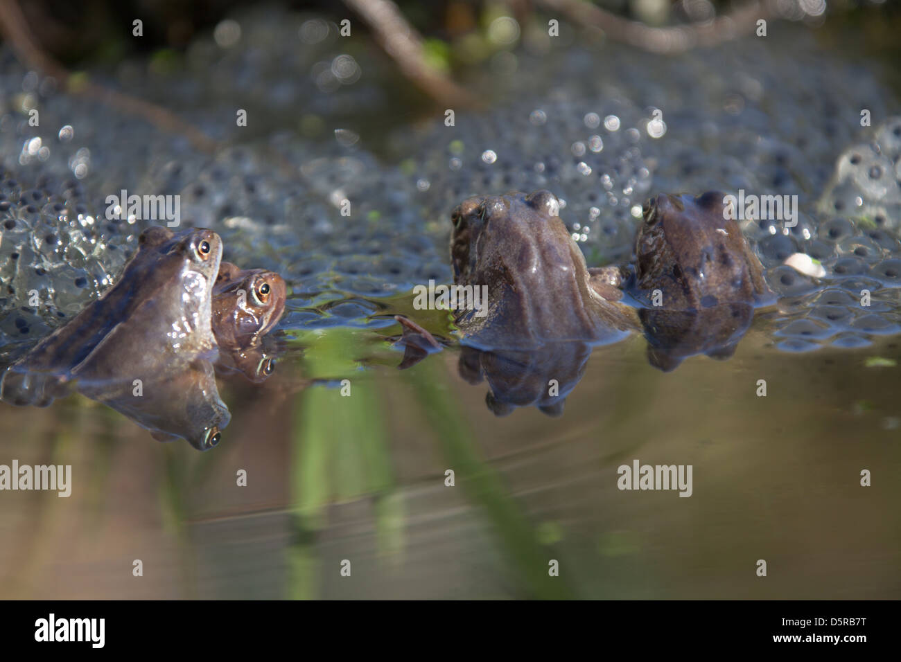 External fertilization hi-res stock photography and images - Alamy