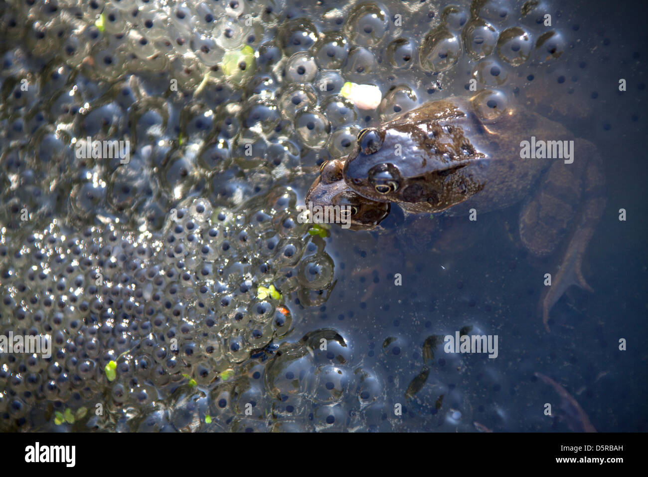 External fertilization hi-res stock photography and images - Alamy