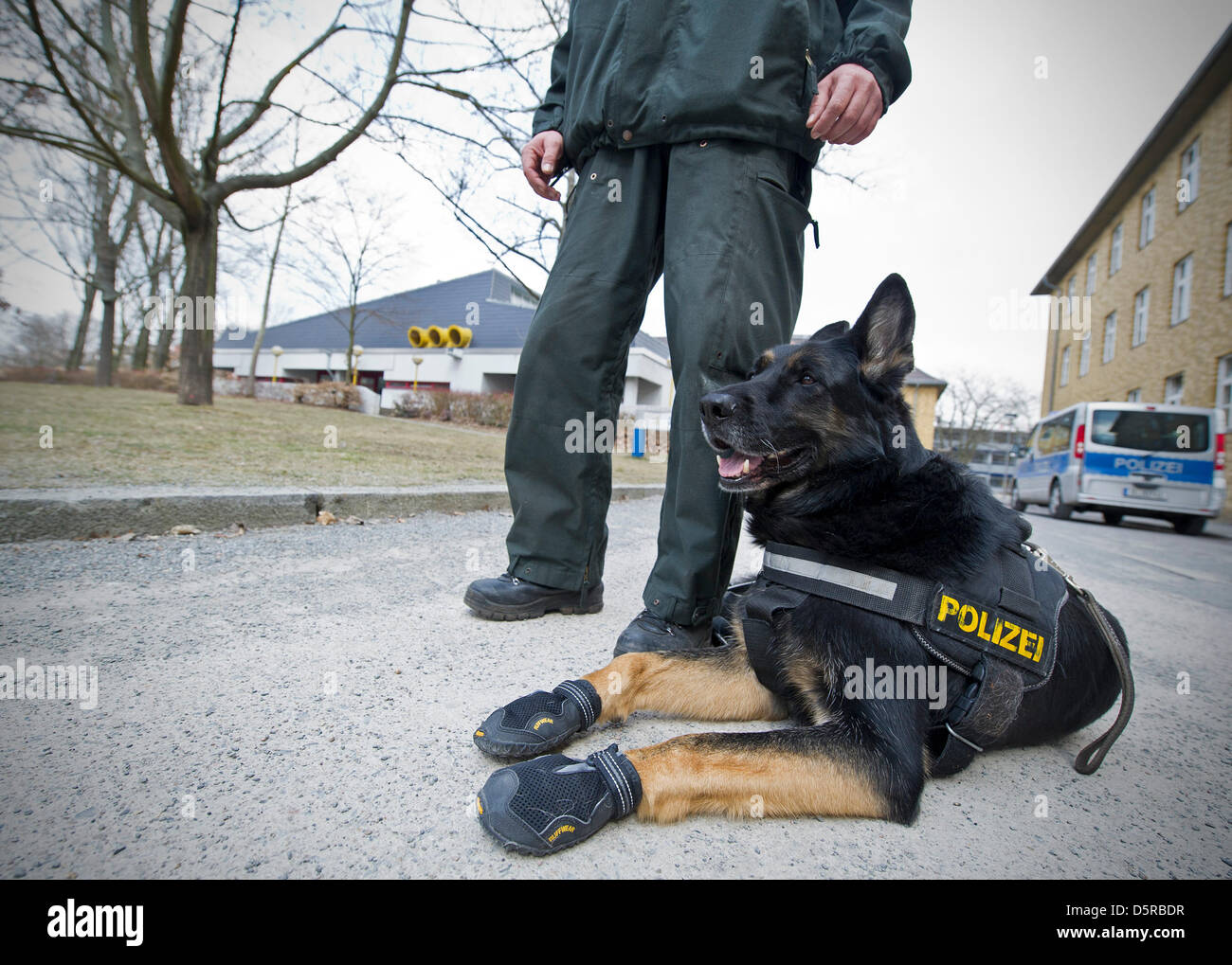 A German shepherd of the police sits next to an officer at a police ...
