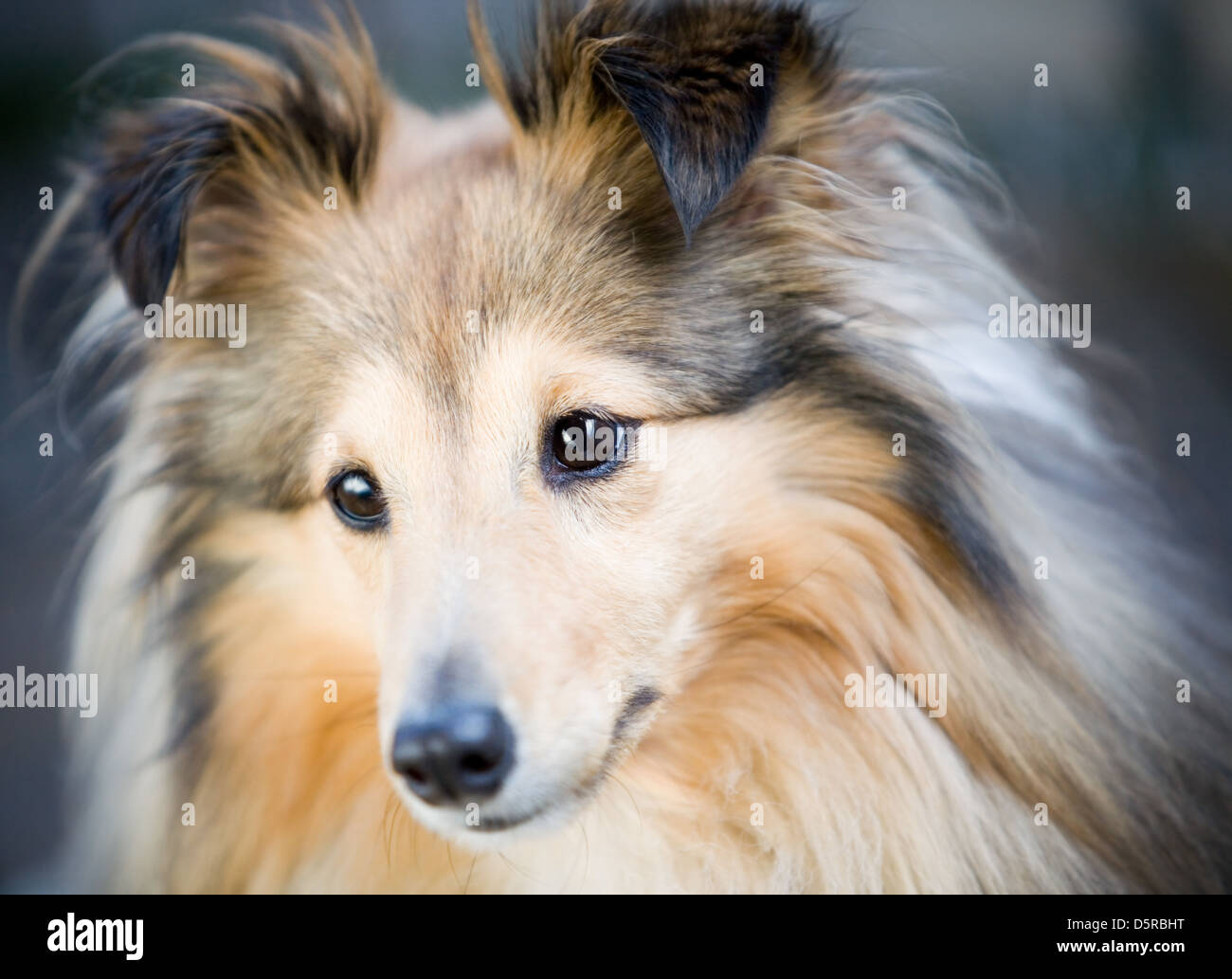 Close up of cute little sheltie dog Stock Photo - Alamy